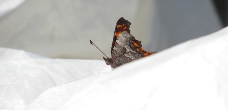 Improve Sail Shape and Performance with a Leech Line – The $tingy Sailor